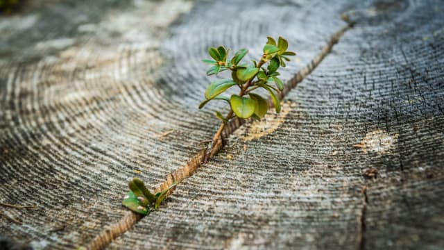 Devops Resilience Why Adaptability Matters More Than Processes 0276
